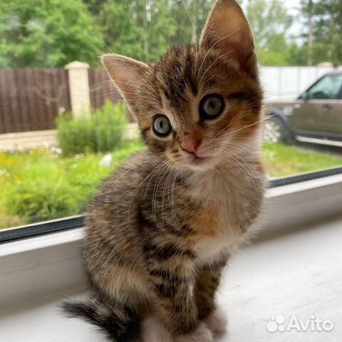 Котенок - девочка (тигриный окрас)