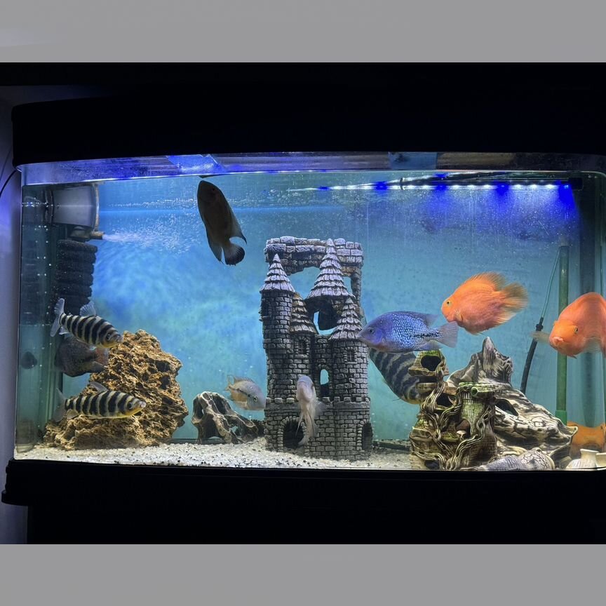 Аквариум с рыбками