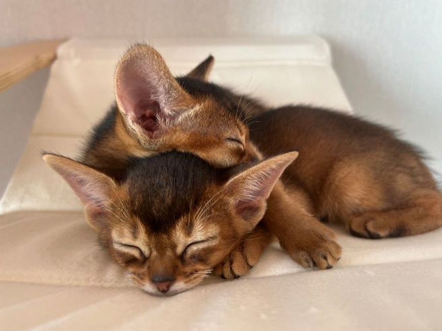 Абиссинские котята с документами