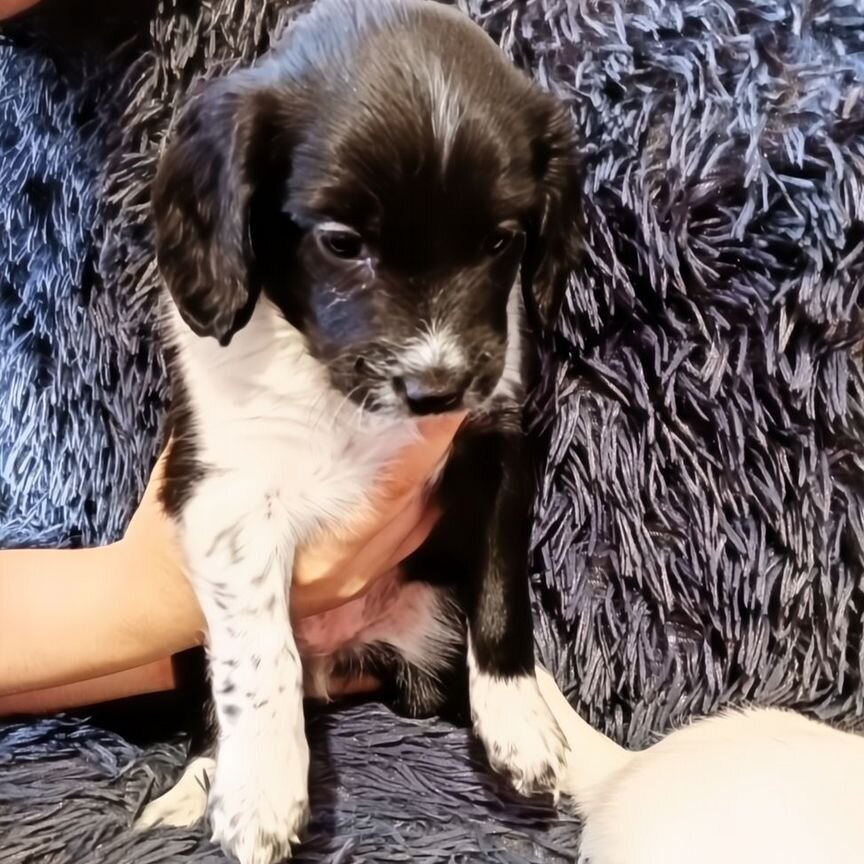 Такса, щенок