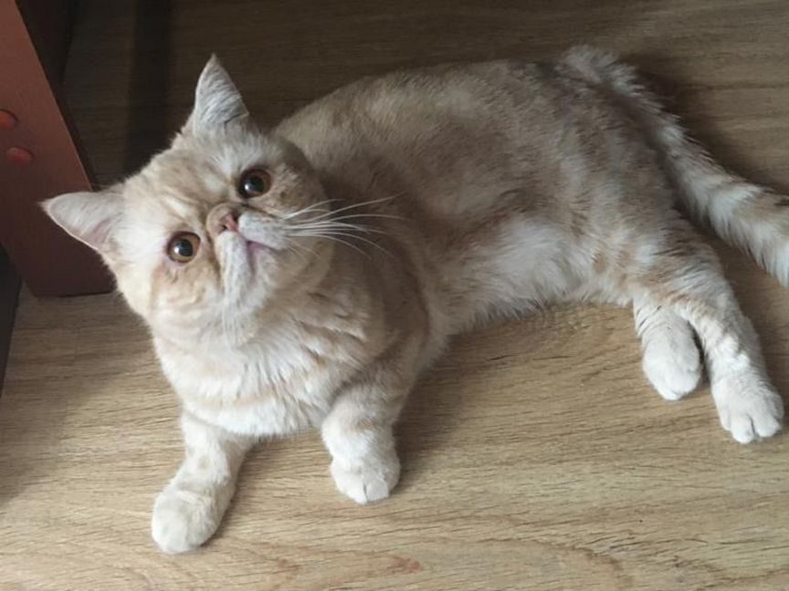 Экзотическая