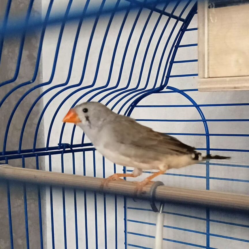 Амадина зебравая, девочка