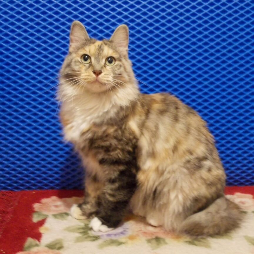 Кошка Айна в дар