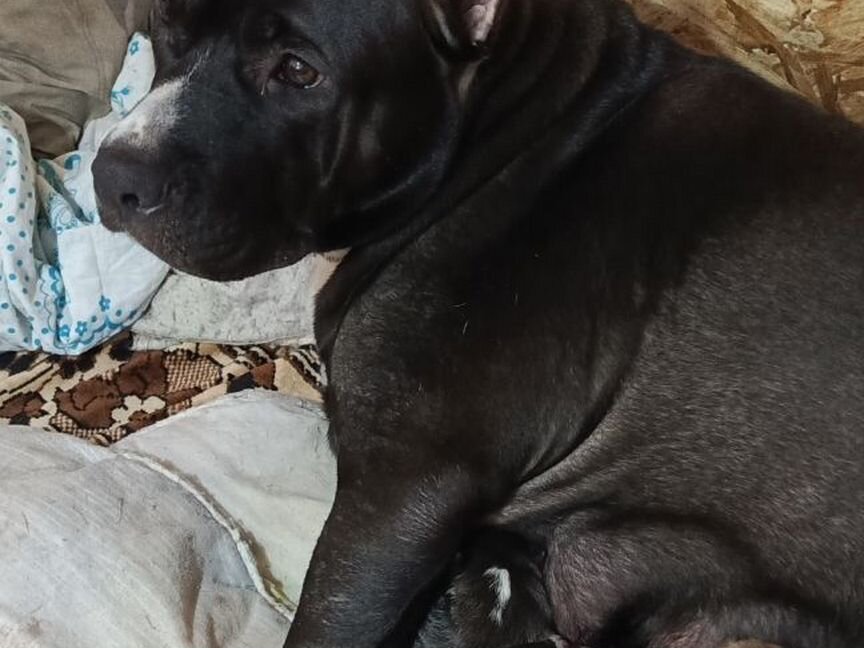 Стаффордширский терьер щенки