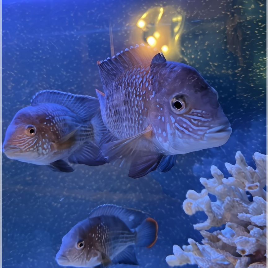 Акара бирюзовая. 3 хвоста. Взрослые