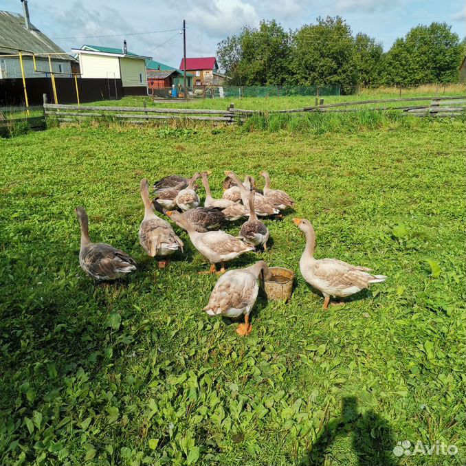 Гуси бойцовые