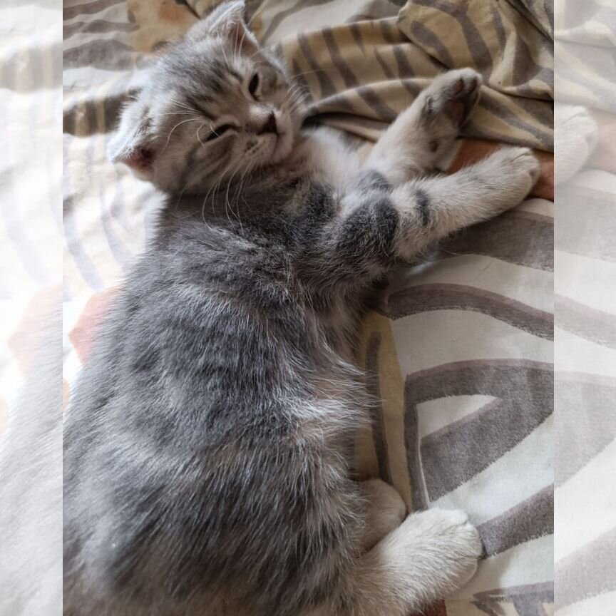 Британский короткошёрстный котёнок