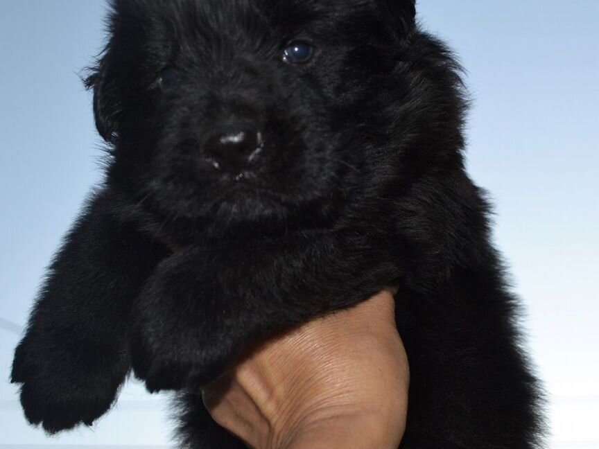 Предлагаем шикарных двух кобелей, черный и чепрачн