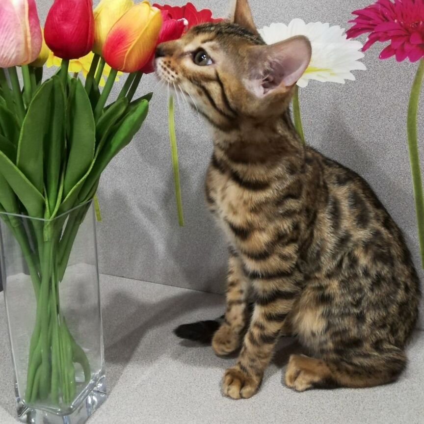 Бенгальская кошка