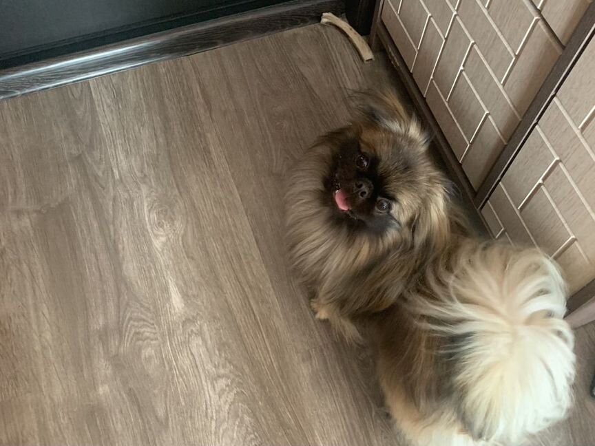 Отдам в добрые руки