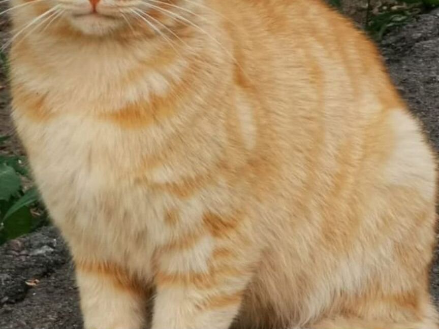 Котик супер ласковый рыжуля