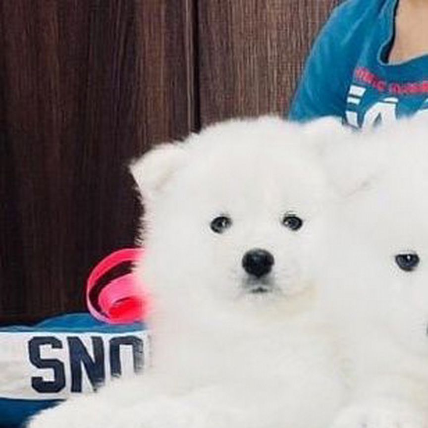 Прелестные самоедики