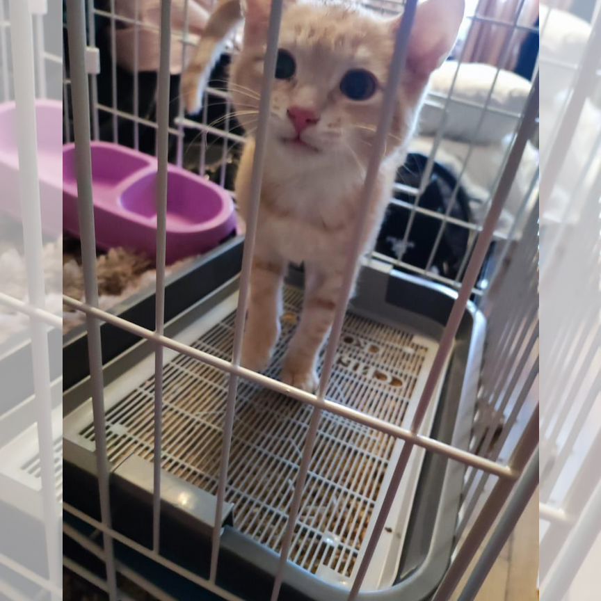 Котёнок в добрые руки