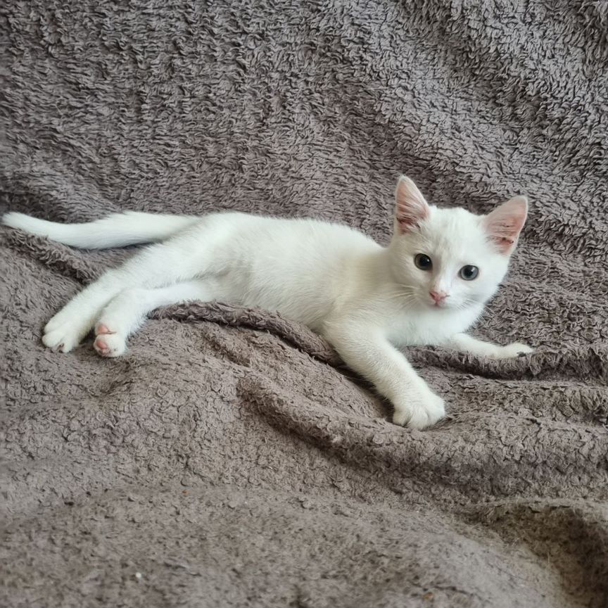 Белый котенок, девочка, ищет дом