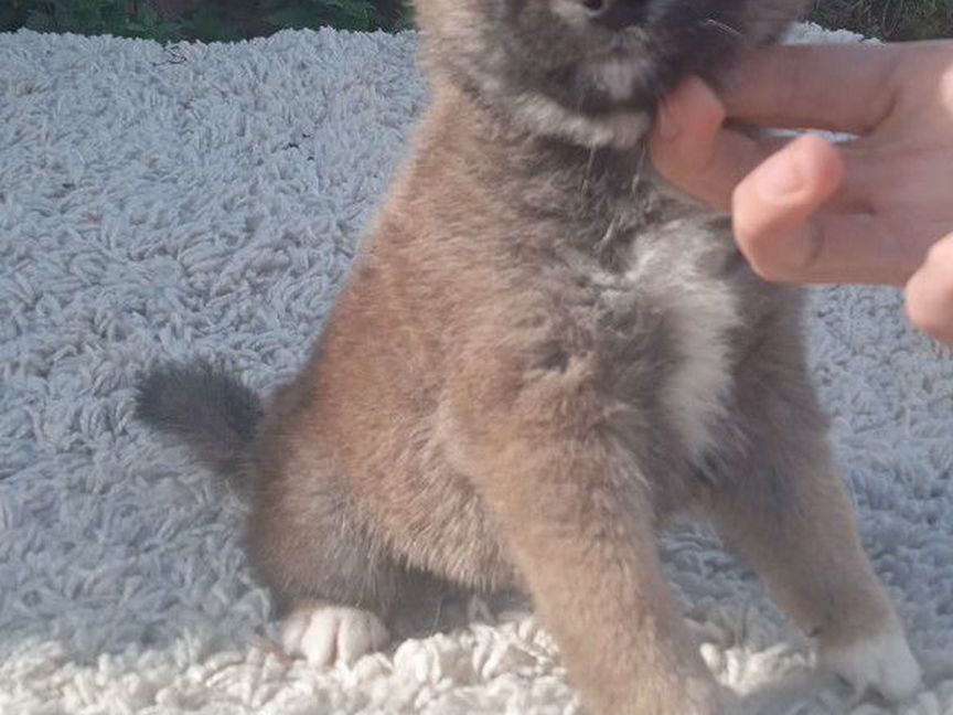 Сиба- -Ину Мальчики и девочки