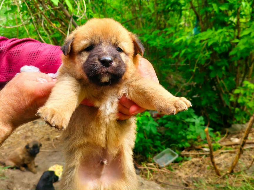 Щенки ручные в добрые руки