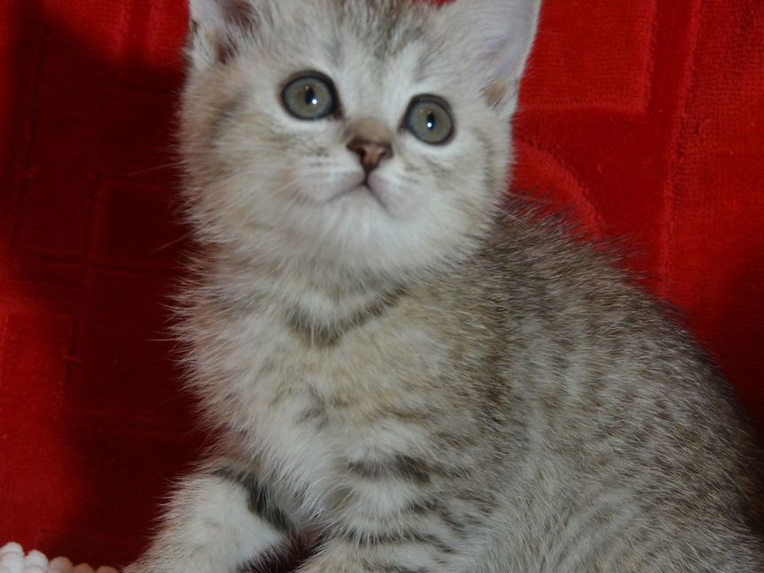 Тигр на серебре. Котик