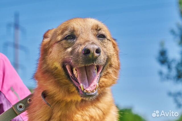 Маленький лисенок Карамбольчик очень хочет домой