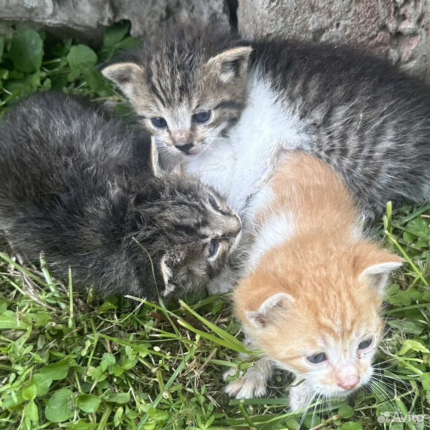 Котята сироты в добрые руки