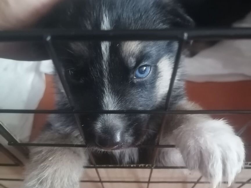 Немецкая овчарка и хаски