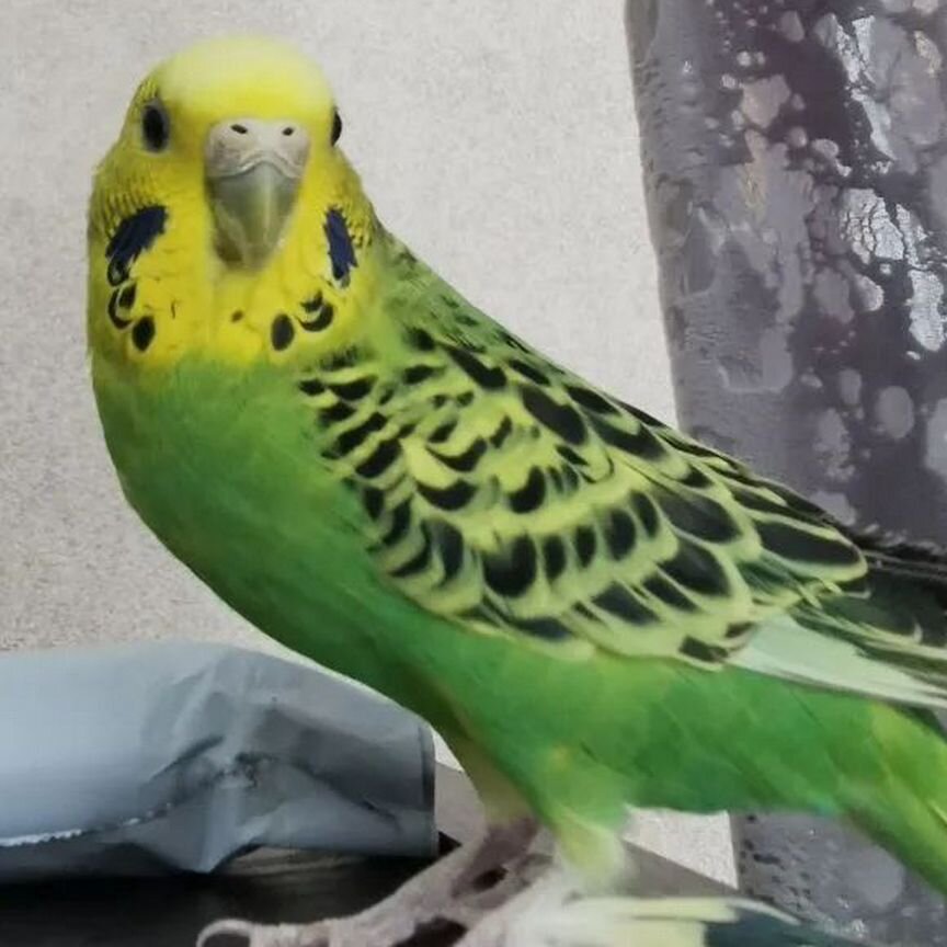 Волнистый попугай с клеткой девочка