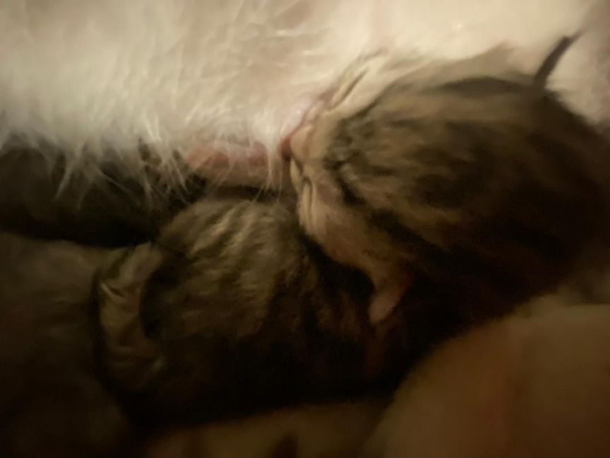 Шотланский котенок