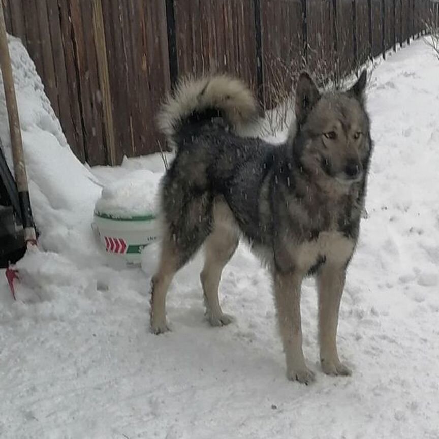 Западносибирская лайка, щенок