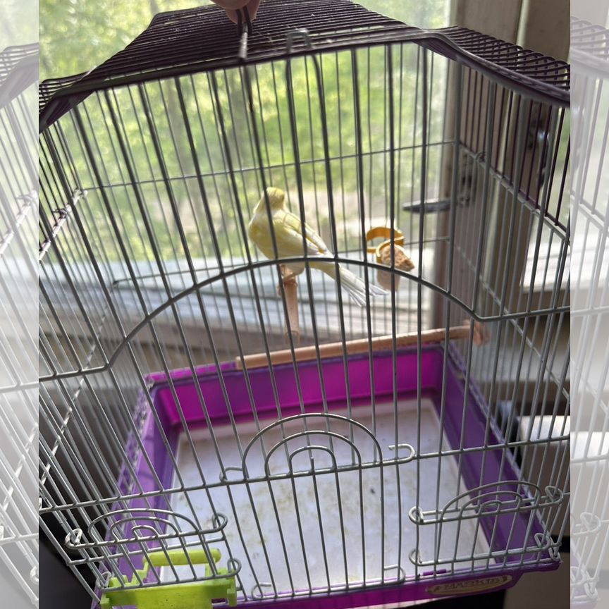 Птица Кеннер