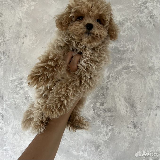 Мальтипу ф1 шикарный мальчик кудряшка