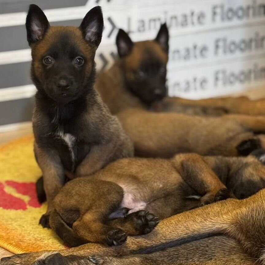 Малинуа щенки (бельгийская овчарка)