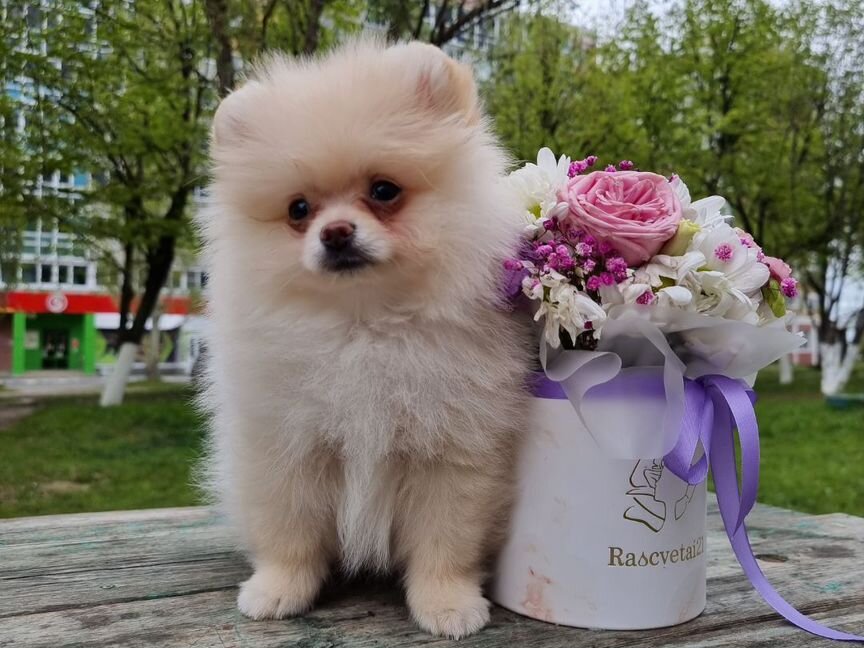 Померанский шпиц