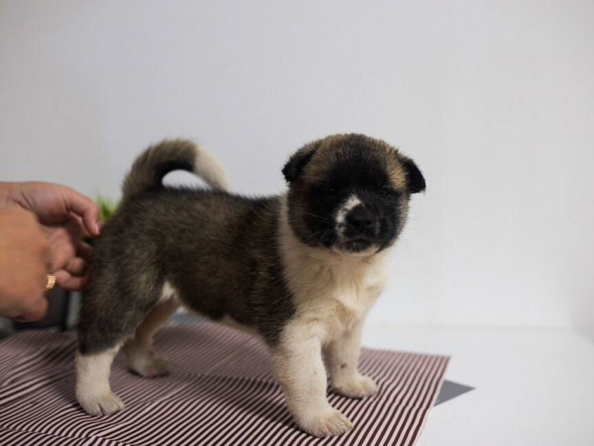 Щеночки мини америаноакиточки для мини квартирочки