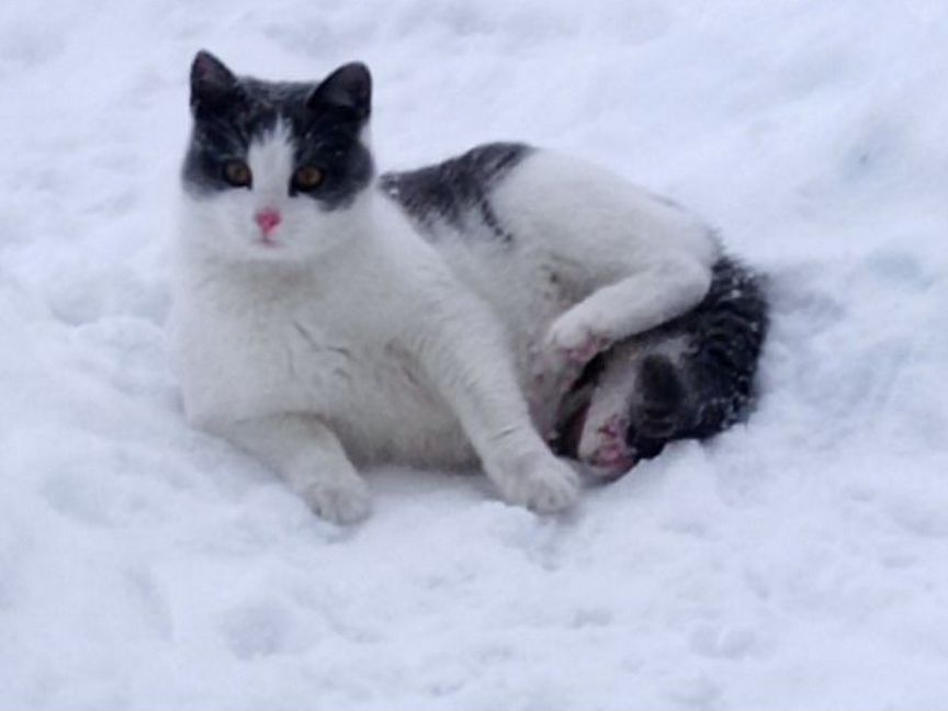 Бездомное животное в добрые руки