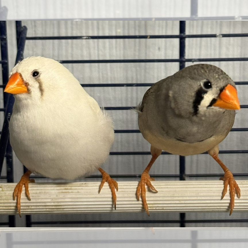 Зебровые амадины