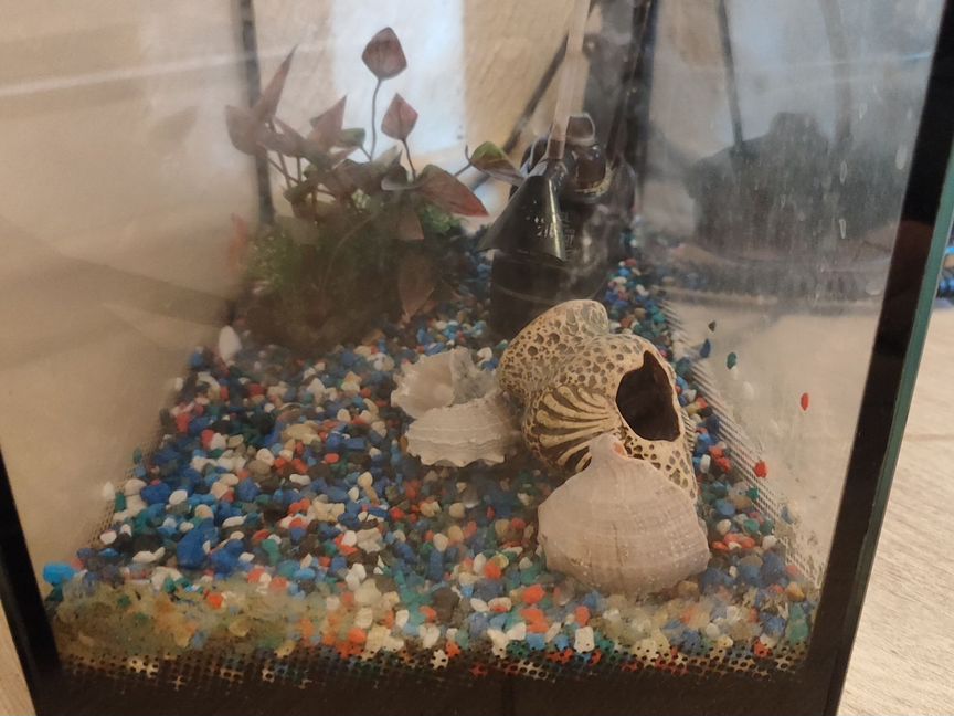 Отдам аквариум за пряники, отдала уже