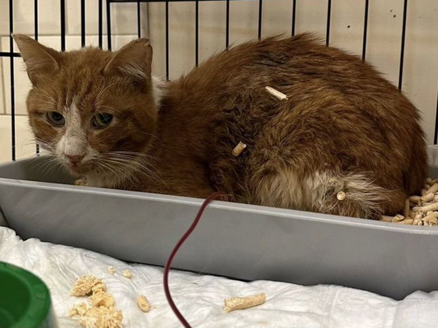 Котик ищет дом