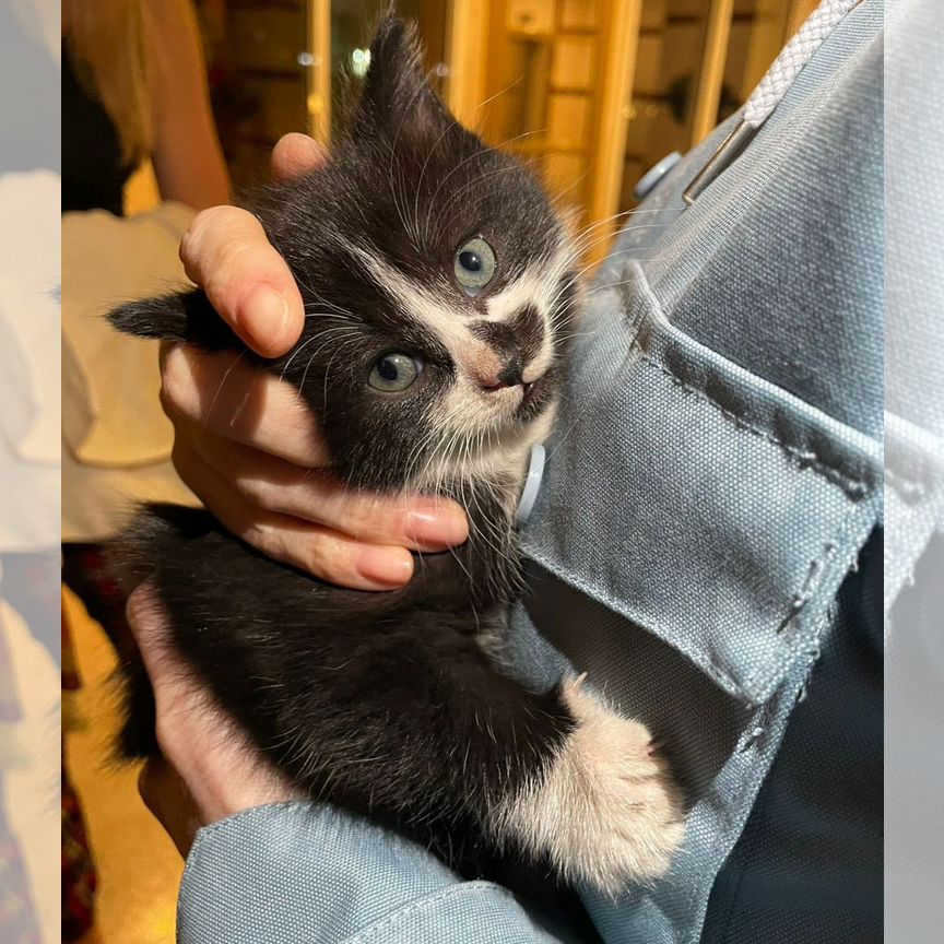 Котёнок в добрые руки