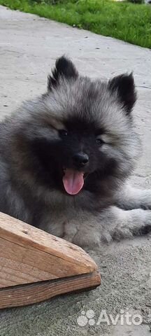 Кеесхонд вольфшпиц