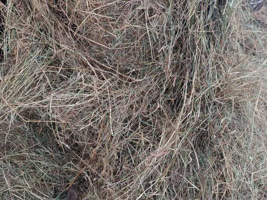 Продам сено в рулонах