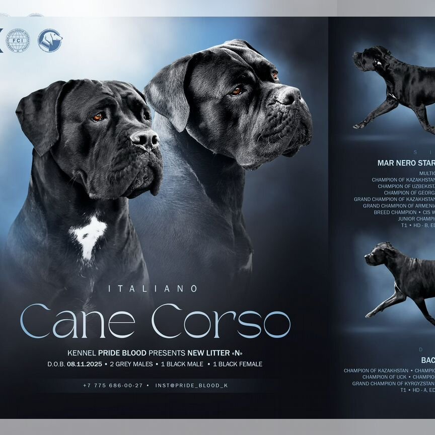 Кане-корсо, щенок