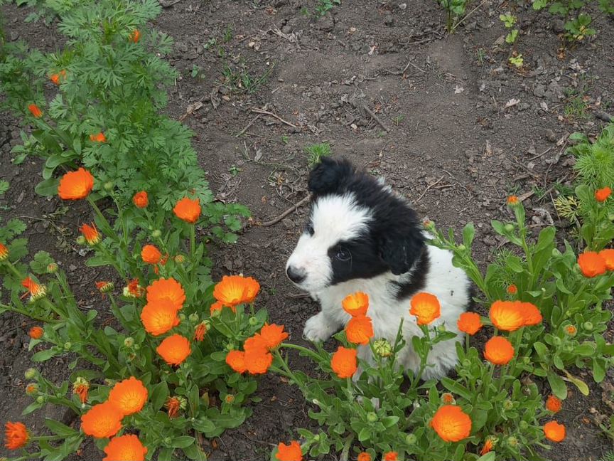 Щенки в добрые руки