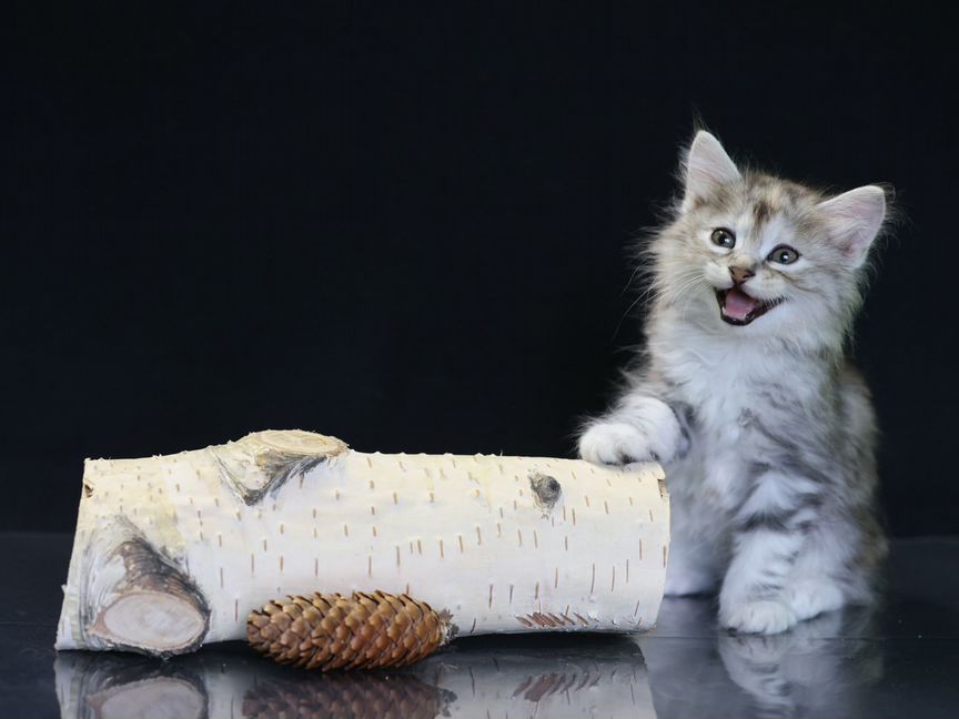 Котята курильский бобтейл