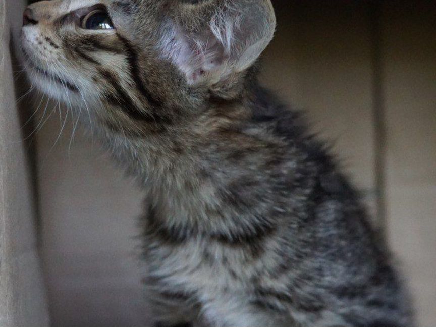 Отдам котёнка в добрые руки