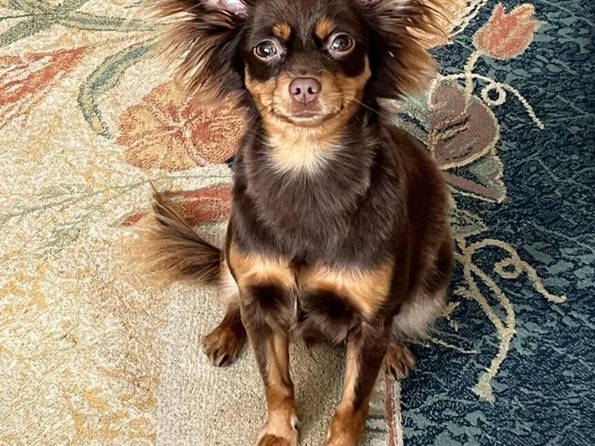 Русский той-терьер