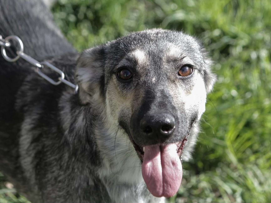 Собака Нора, в добрые руки бесплатно