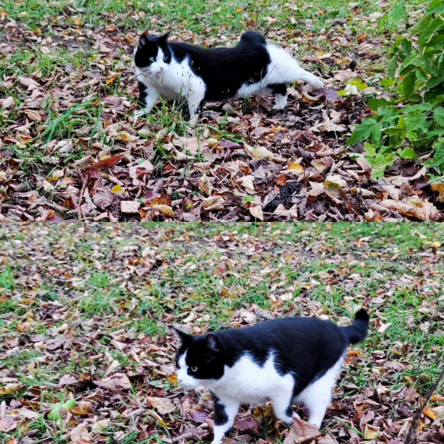 Котики