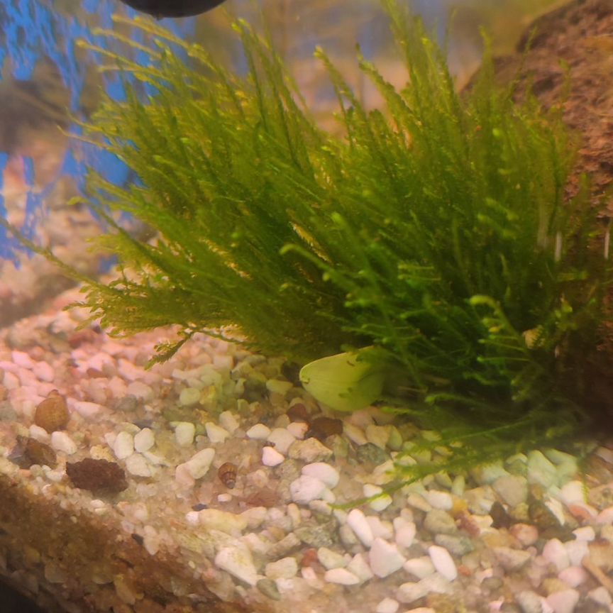 Яванский мох