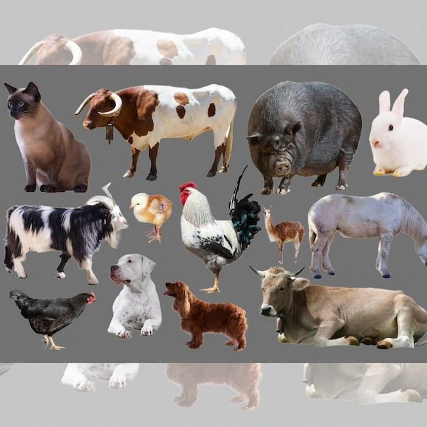 Гуси, утята, индюки, цесарки, фазаны