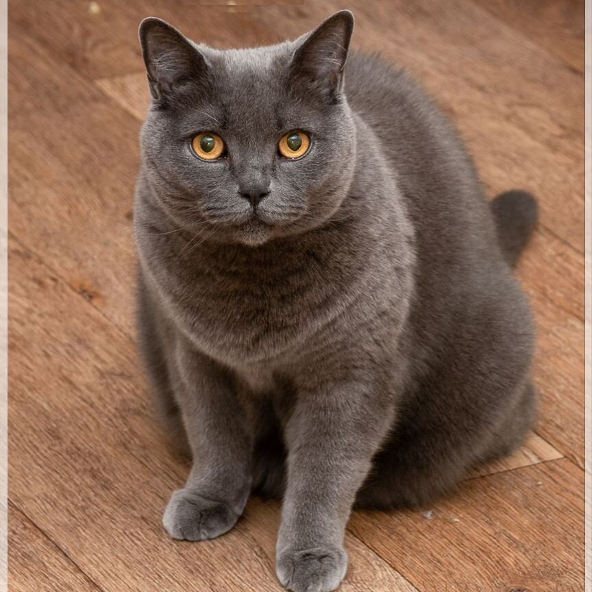 Британская короткошёрстная кошка, взрослая