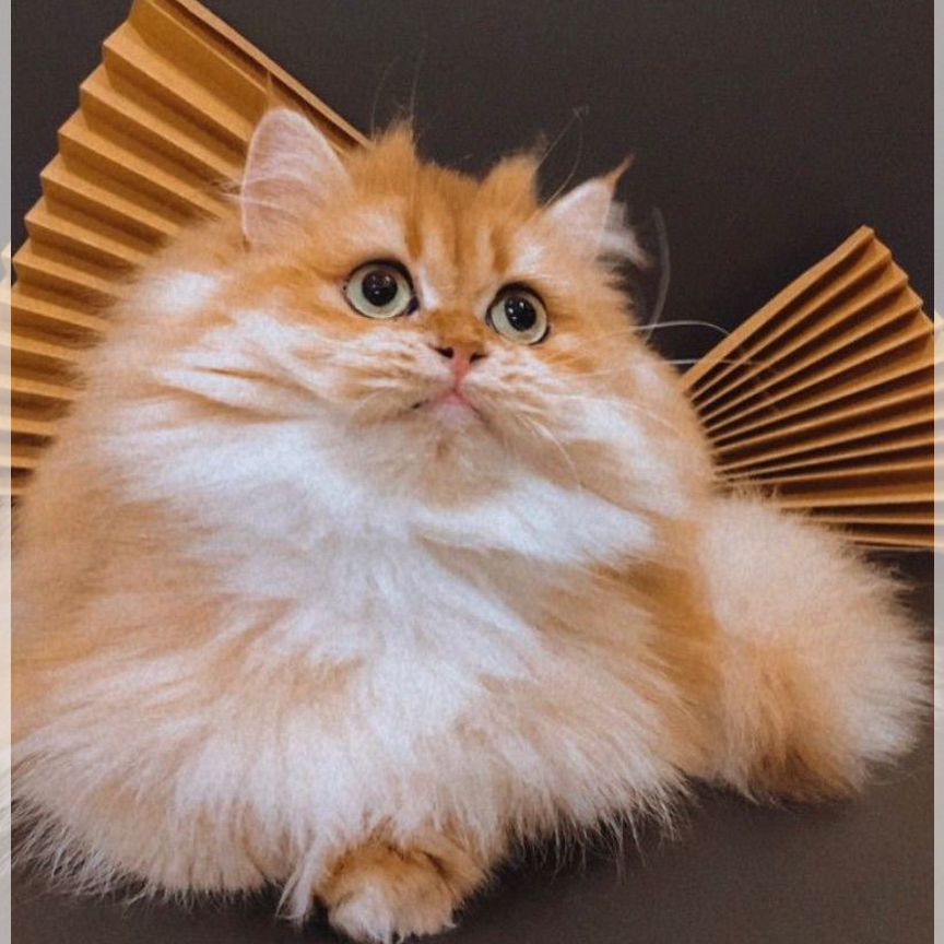 Британский длинношёрстный котик